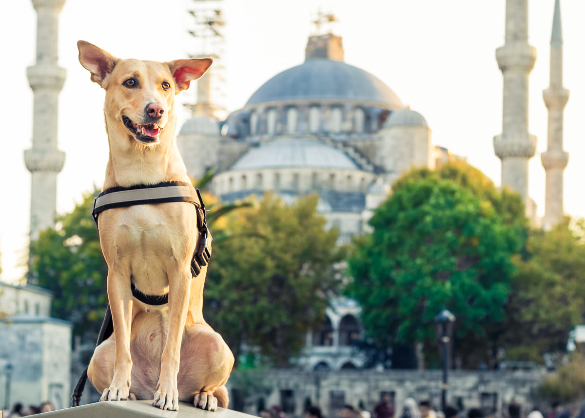 Собака-путешественница Чапати из Киева посетила 30 стран и 116 городов - Киев Vgorode.ua